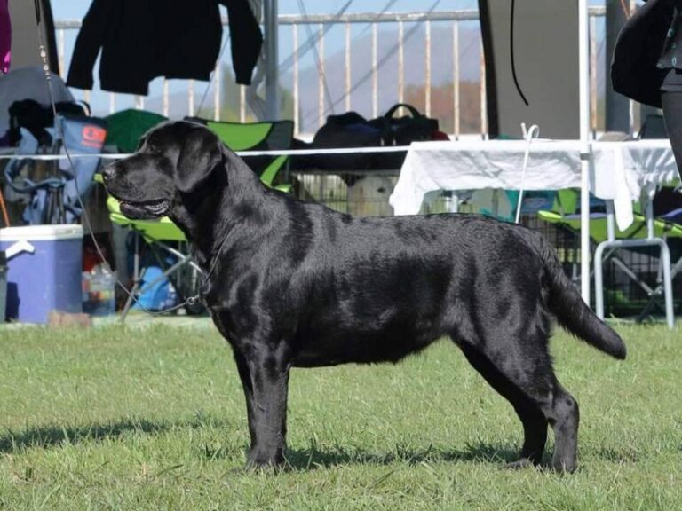 RBISS NZCH Willowspring Lest we Forget - AI (Brooke) - Black Hills ...