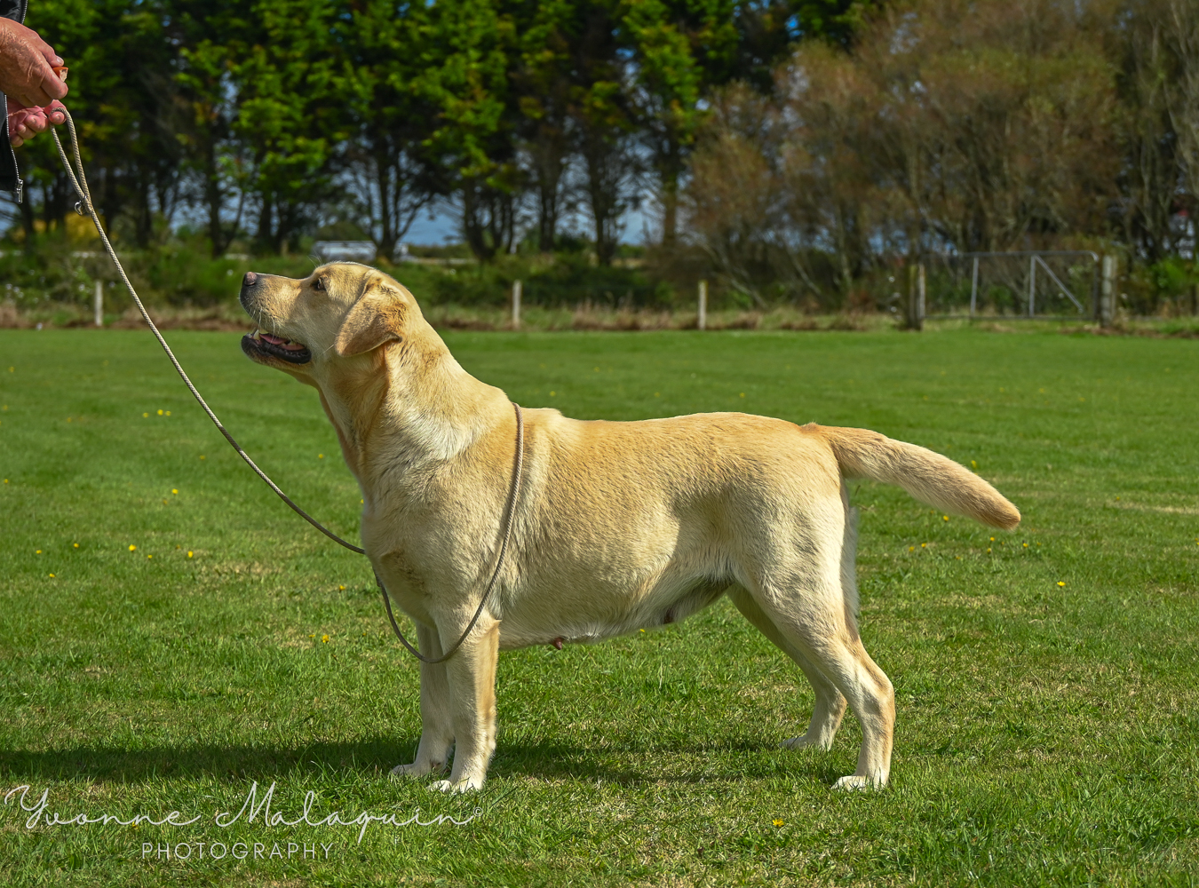 Willowspring Catching Fire (Luna) - Black Hills Labradors